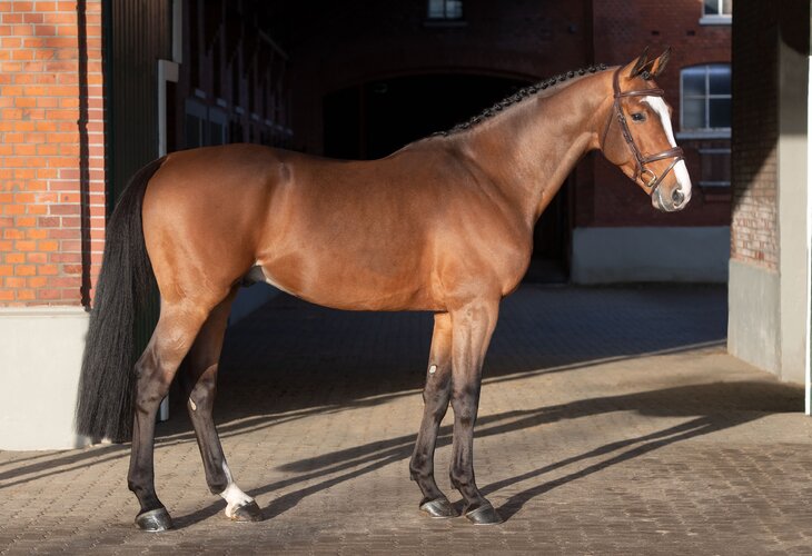 Million's Way | Holsteiner-Verband